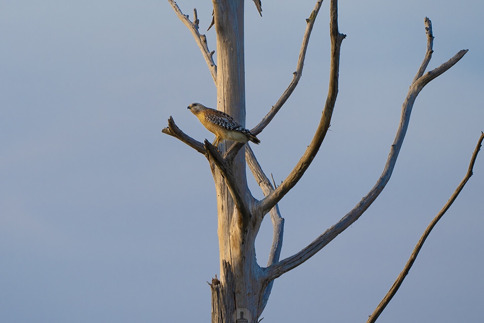 Photographing hawks in Okeefanokee swamp. – Cooper Ricketts Photography ...