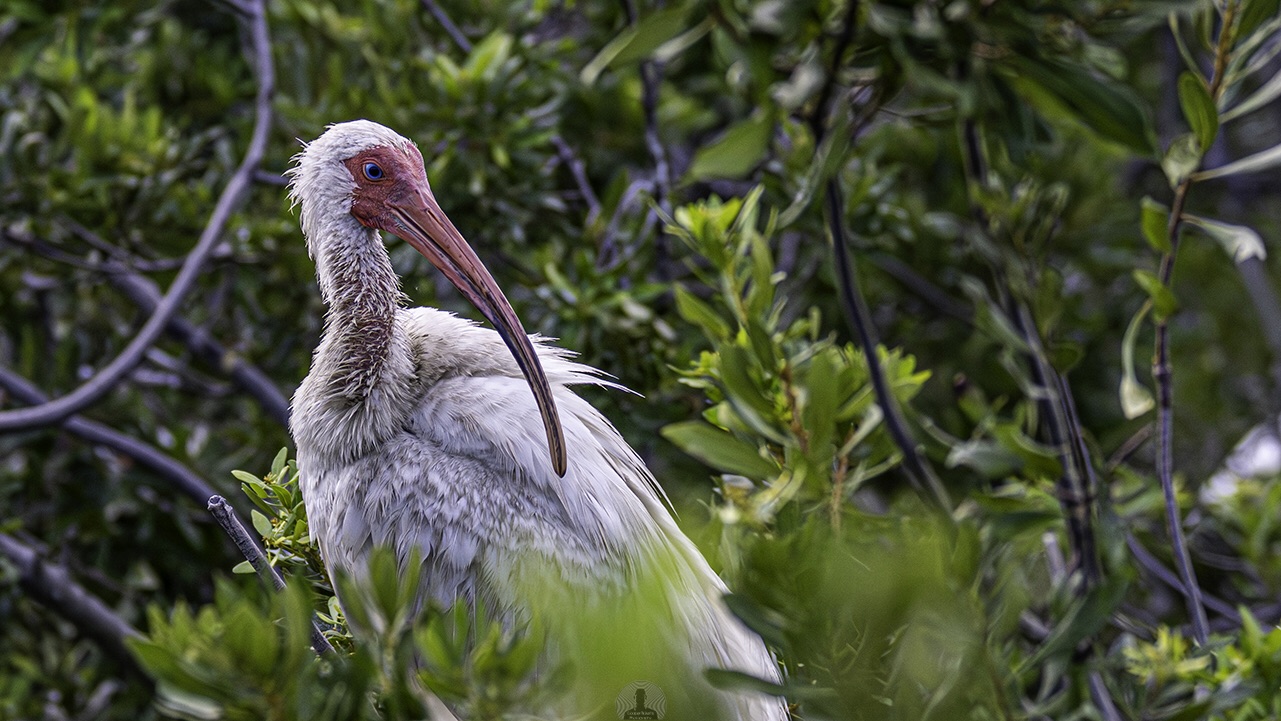 White Ibises on the SC Coast. – Cooper Ricketts Photography Blog